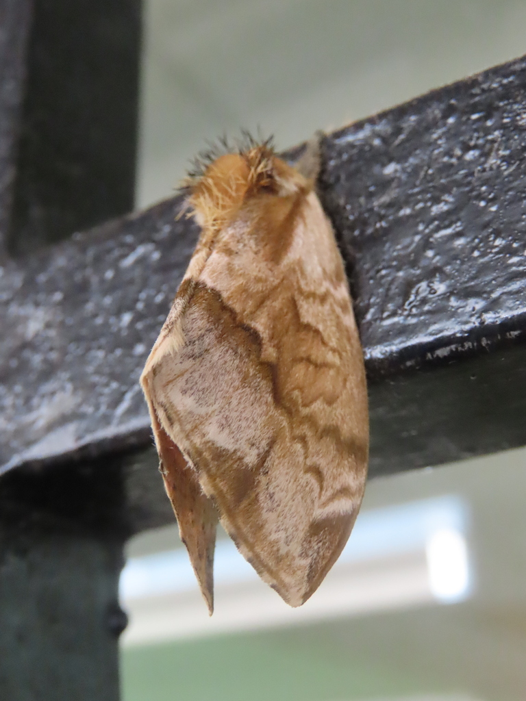Molippa from Las Lajas, Panamá on August 15, 2023 at 09:23 AM by ...