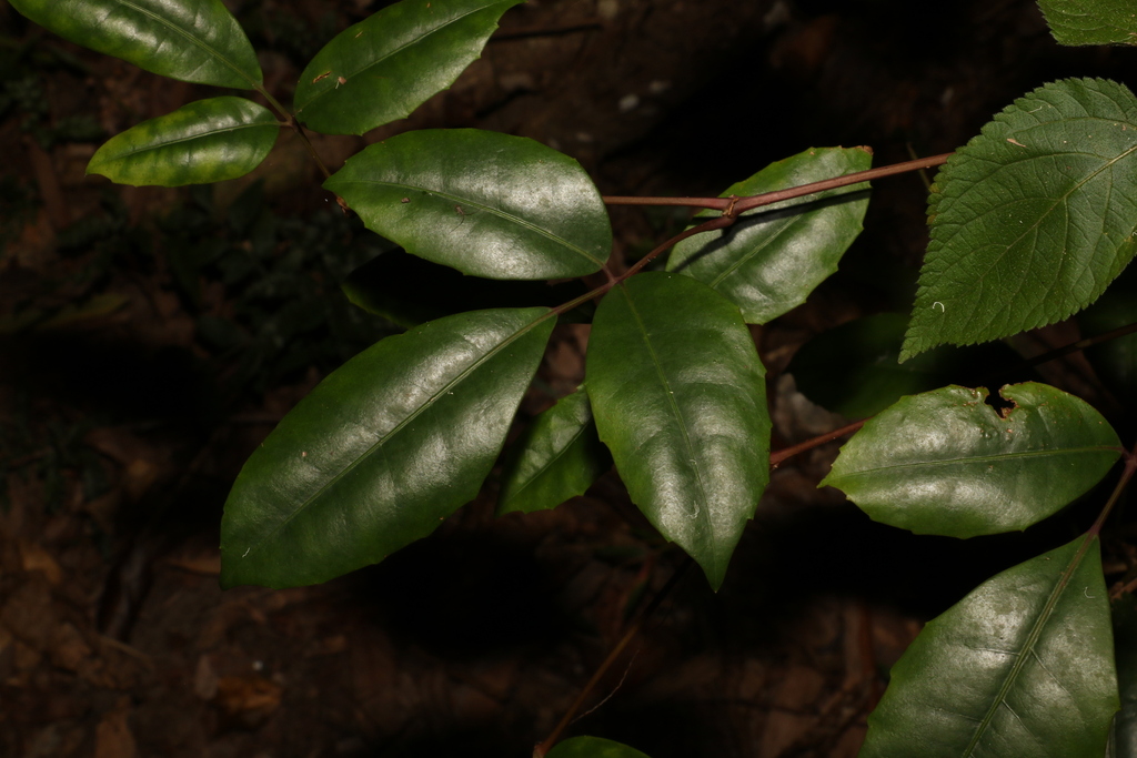 Native Grape from Brookfield QLD 4069, Australia on August 15, 2023 at ...
