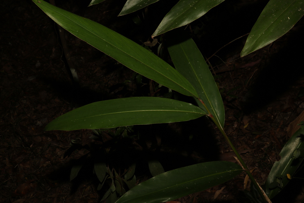 Native Ginger from Brookfield QLD 4069, Australia on August 15, 2023 at ...