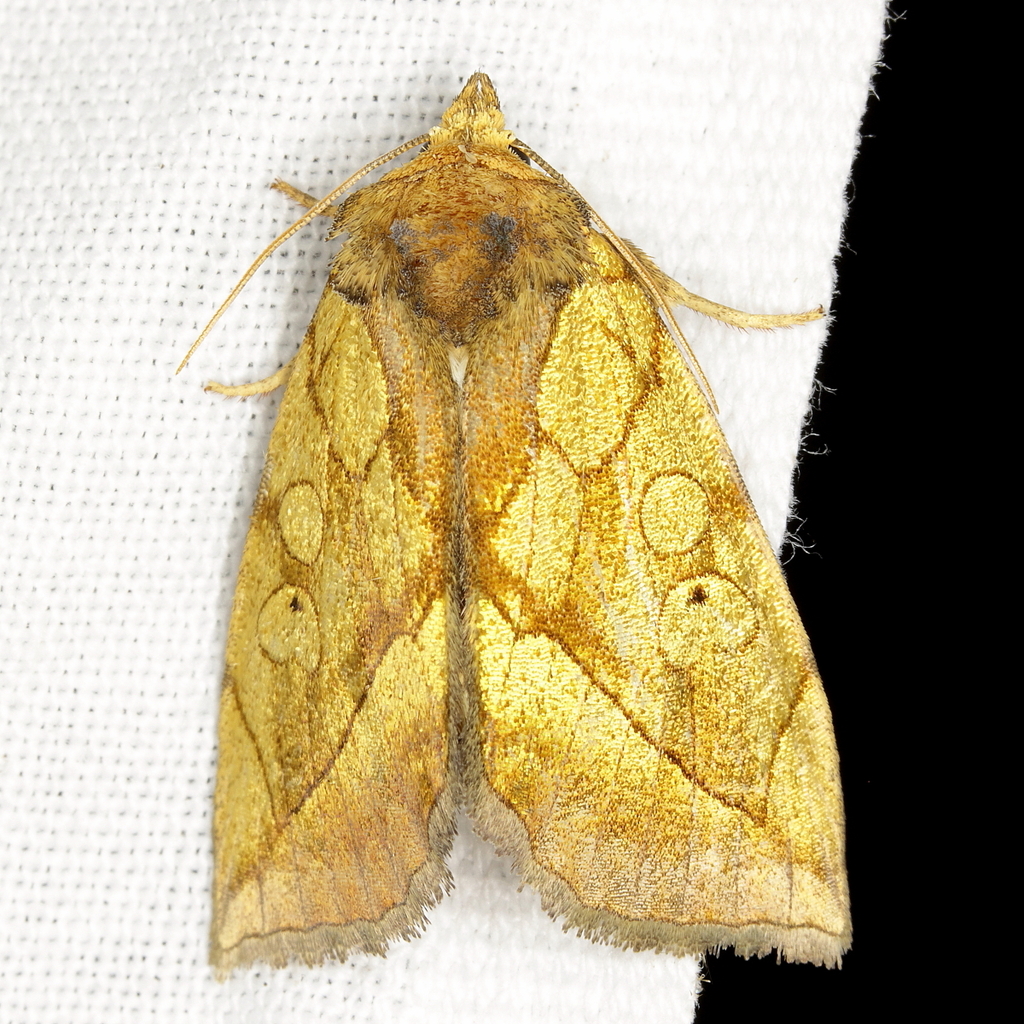 Gold Moth from Newport Forest, Elgin County, ON, Canada on August 13 ...