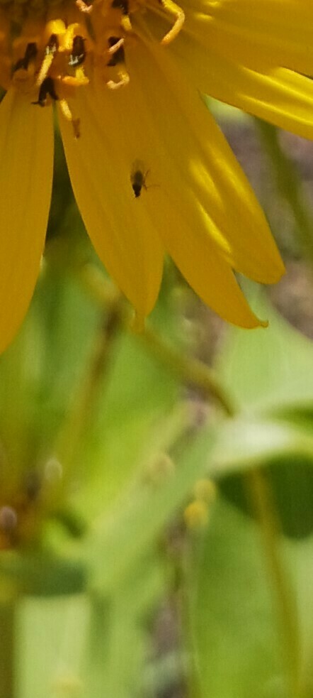insidious flower bug from Edmond, OK, USA on August 15, 2023 at 03:01 ...
