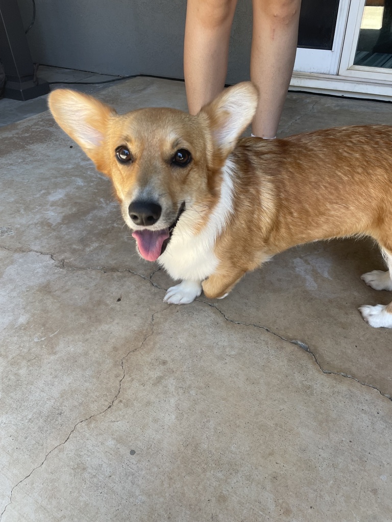 Domestic Dog in July 2023 by carlirosenquist. Canis Lupus - Welsh Corgi ...