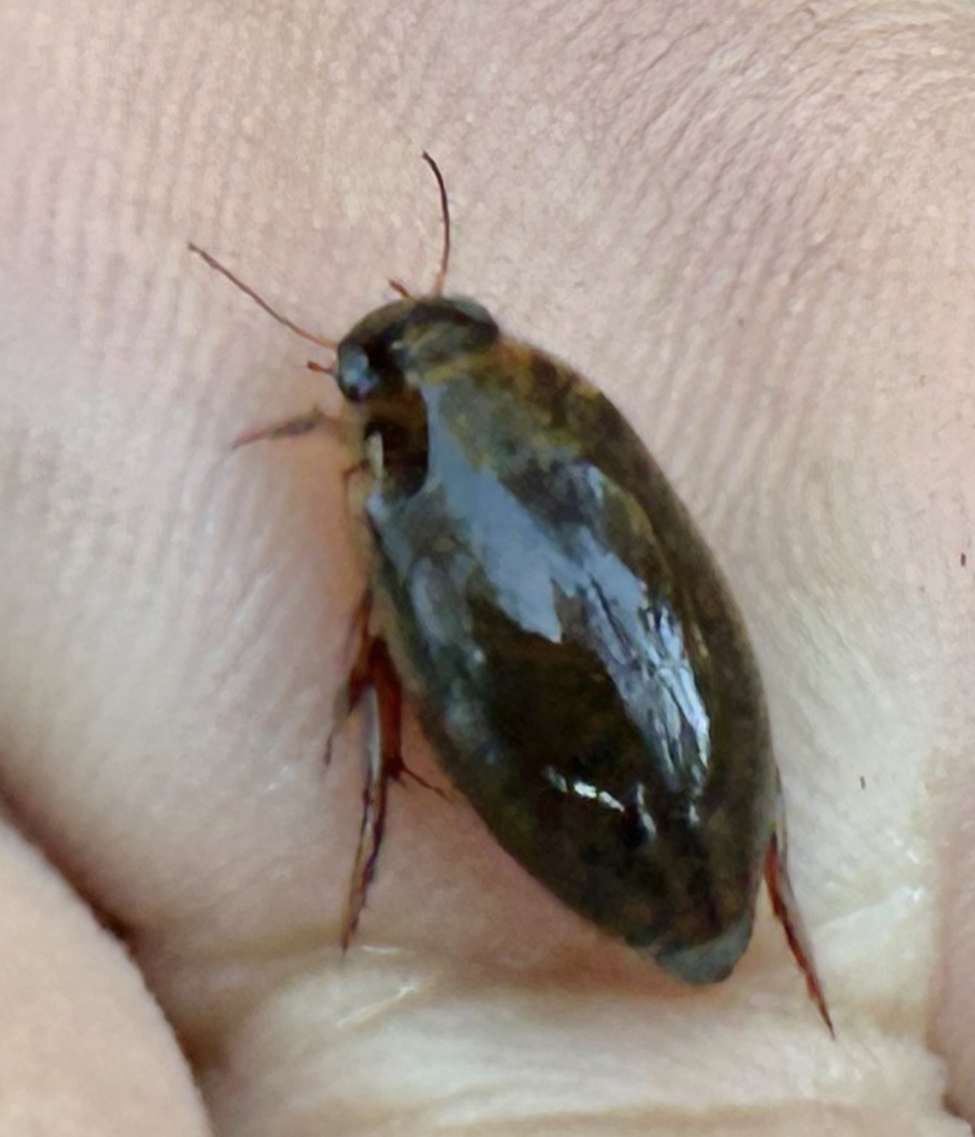 Rhantus from Yécora, Son., MX on August 4, 2023 at 07:24 AM by Eric ...
