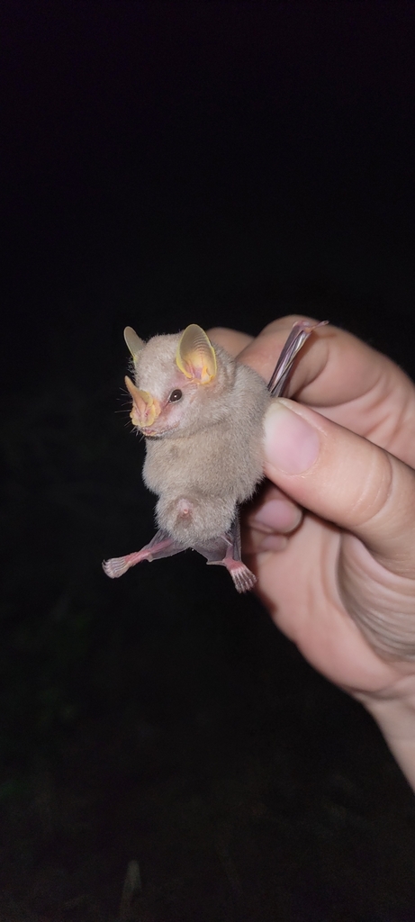 MacConnell's bat from Puerto Lleras, Meta, Colombia on June 13, 2023 at ...