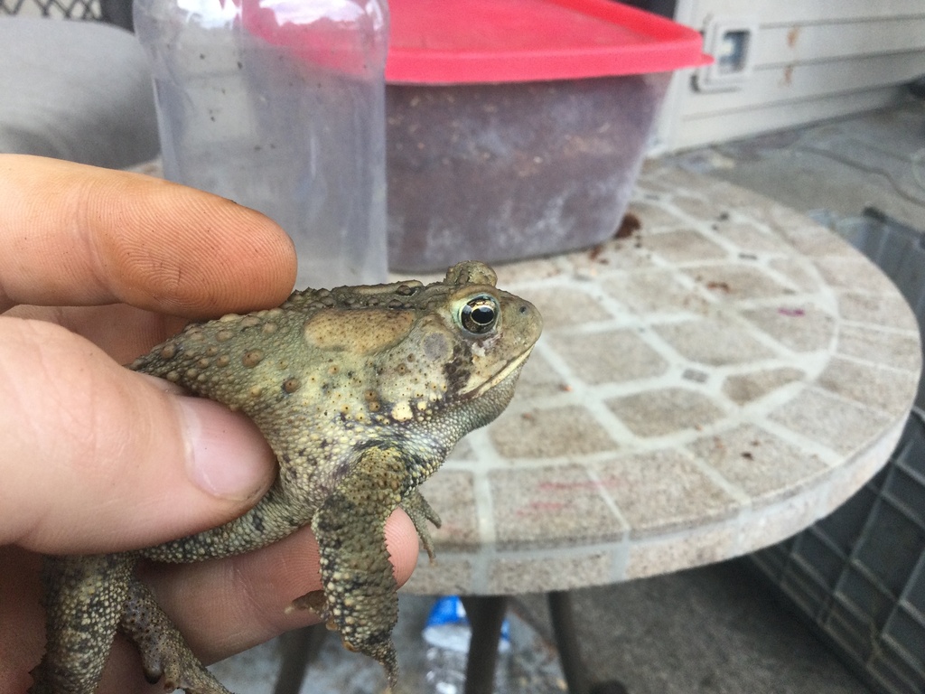American Toad from John St, New Castle, PA, US on August 15, 2023 at 05 ...