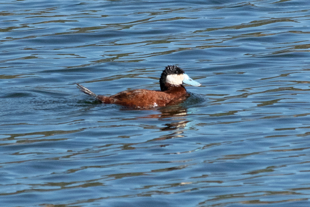 Ruddy Duck from San Luis Obispo County, CA, USA on July 28, 2023 at 11: ...