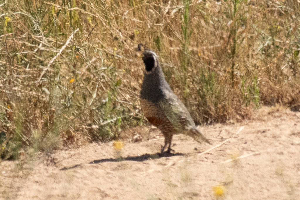 California Quail from San Luis Obispo County, CA, USA on July 28, 2023 ...