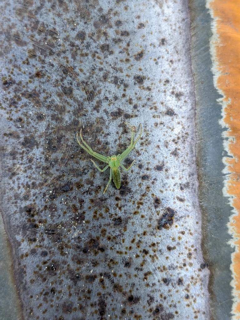 Oxytate striatipes from Kitadenen, Fussa, Tokyo 197-0005, Japan on ...