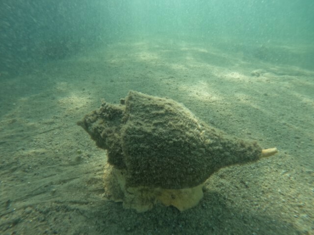 West Indian Chank Shell from Stann Creek District, Belize on January 3 ...