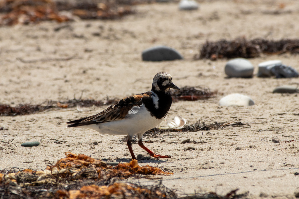 Ruddy Turnstone from Isla Vista, CA 93117, USA on July 29, 2023 at 01: ...