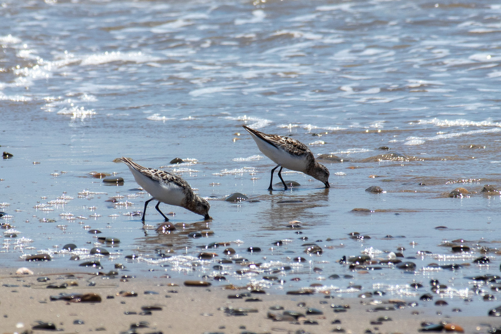 Sanderling from Isla Vista, CA 93117, USA on July 29, 2023 at 03:24 PM ...