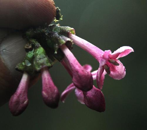Aegiphila multiflora · iNaturalist