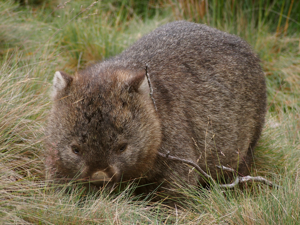 Bare-nosed Wombats (Vombatus) - Know Your Mammals
