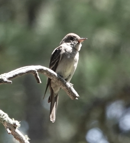 Photo 310823291, (c) Colin Croft, some rights reserved (CC BY ...