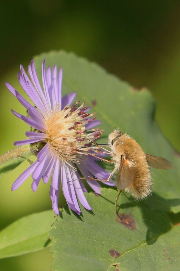 Greater Bee Fly from Kuhnen Park Near Blackfalds Alberta Canada on ...