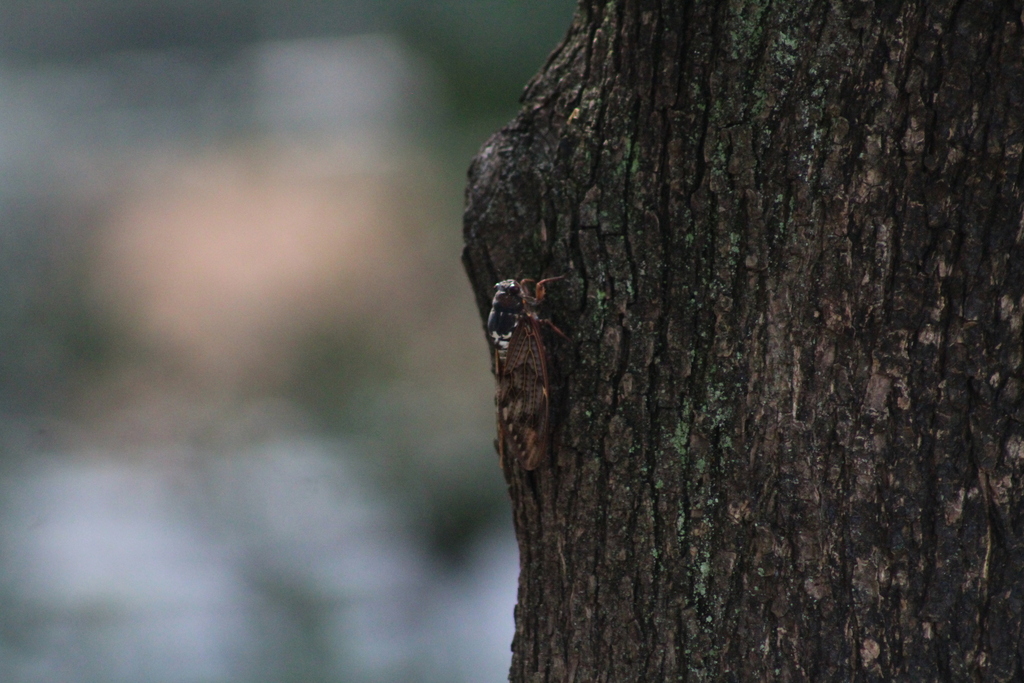 Large Brown Cicada from Asakusa, Taito City, Tokyo 111-0032, Japan on ...