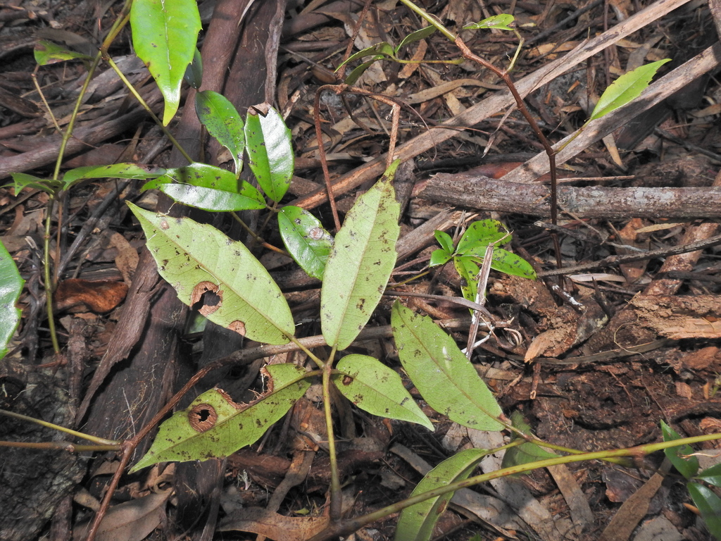 Five-Leaved Water Vine from K'gari QLD 4581, Australia on August 14, 2023 at 12:17 PM by Scott W ...