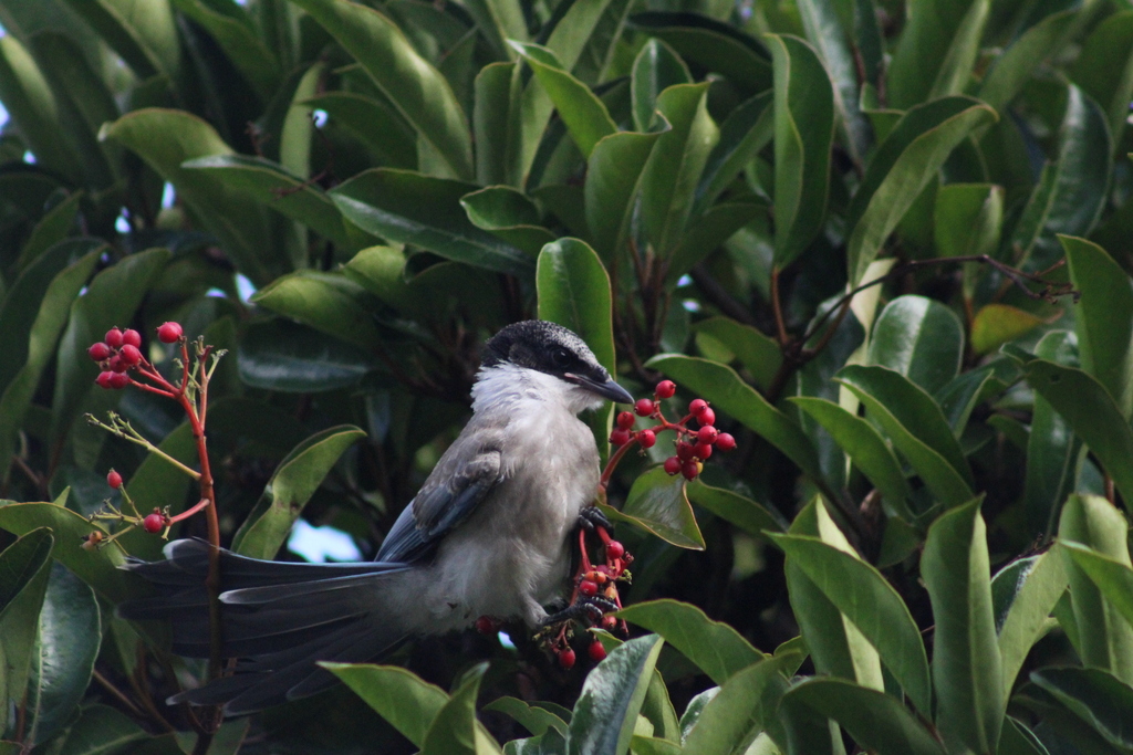 Azure-winged Magpie from Asakusa, Taito City, Tokyo 111-0032, Japan on ...