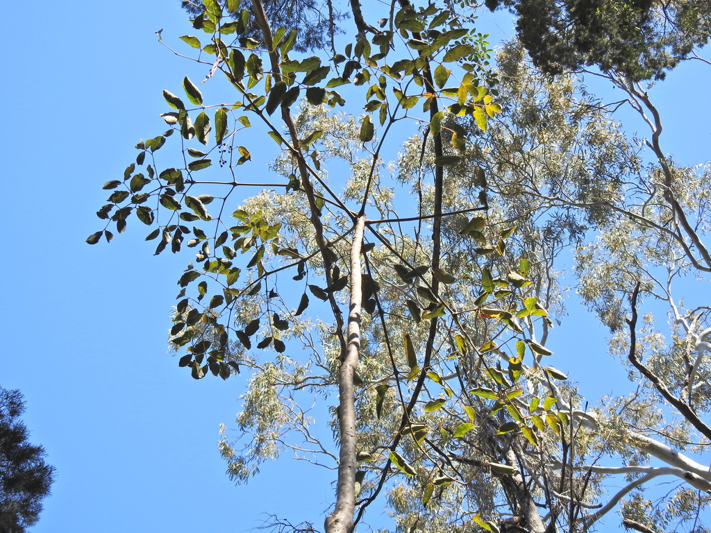 celery wood from K'gari QLD 4581, Australia on August 14, 2023 at 12:22 PM by Scott W. Gavins. K ...