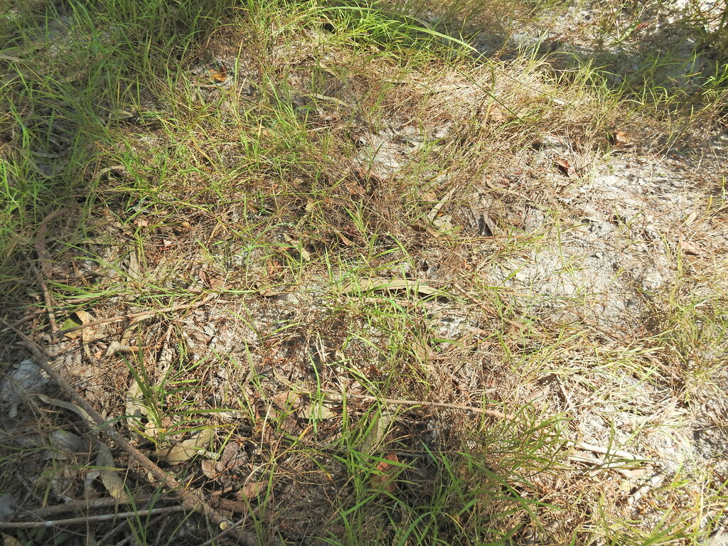 grasses from K'gari QLD 4581, Australia on August 14, 2023 at 12:23 PM by Scott W. Gavins. K ...