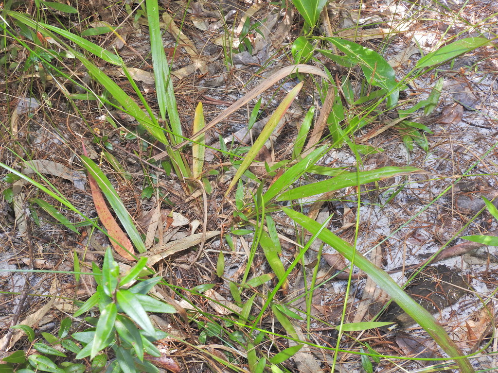 common carpetgrass from K'gari QLD 4581, Australia on August 14, 2023 at 12:23 PM by Scott W ...