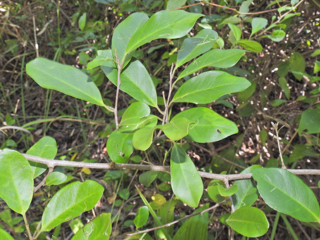 Embelia from K'gari QLD 4581, Australia on August 14, 2023 at 12:34 PM by Scott W. Gavins. K ...