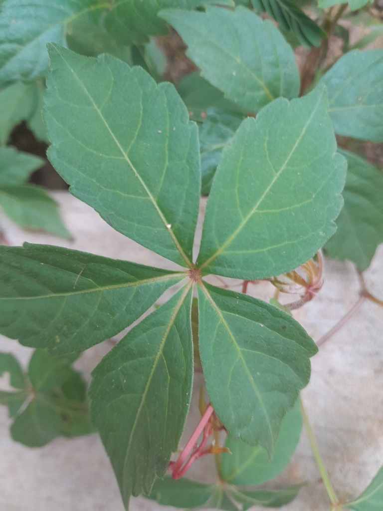 Virginia creeper from Purvis on August 15, 2023 at 06:34 PM by ...