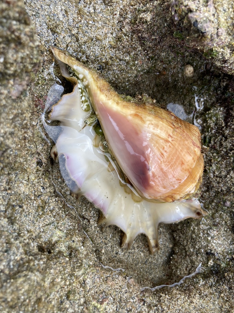 Common Spider Conch from 沖縄県, JP on August 15, 2023 at 12:28 PM by ...