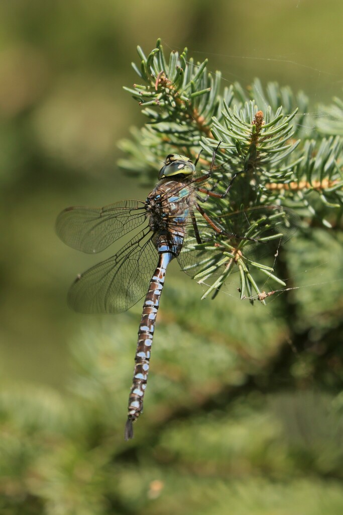 Lake Darner from Heritage Ranch Red Deer Alberta Canada on August 13 ...