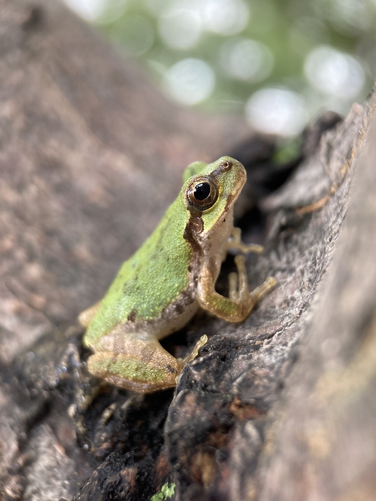 Japanese Tree Frog from 和泉町宮前, 安城市, 愛知県, JP on August 16, 2023 at 07:02 ...