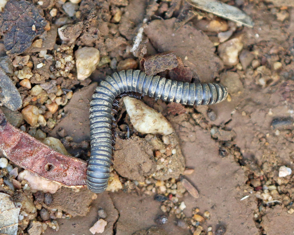 Millipedes from Santa Cruz County, AZ, USA on August 14, 2023 at 10:16 ...