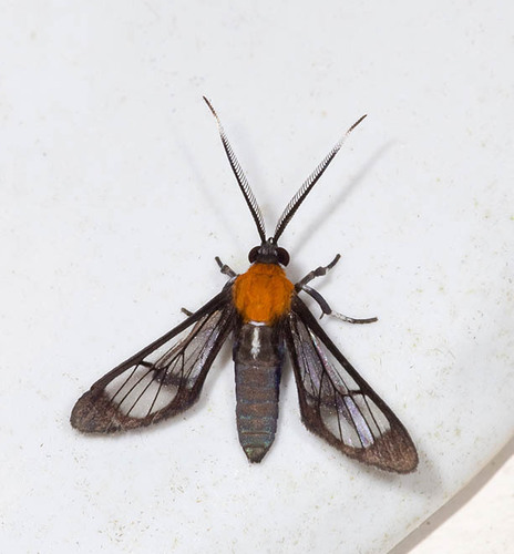 Valvaminor davisi · iNaturalist