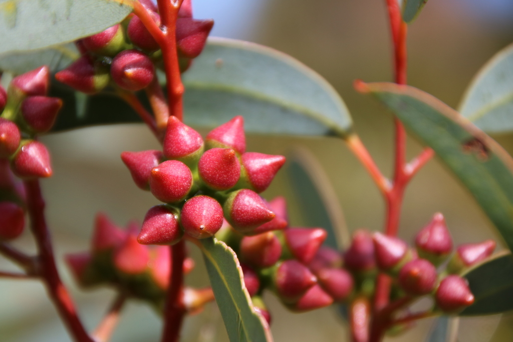 (Eucalyptus diversifolia hesperia) - Botanical Realm