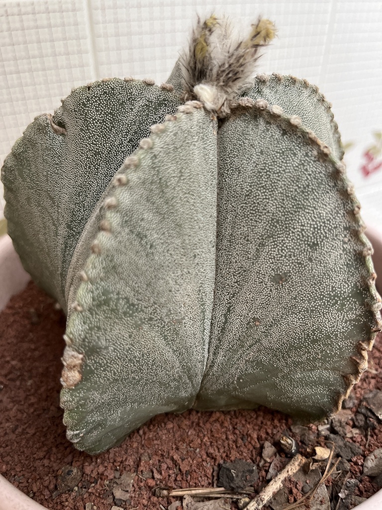 Bishop's-cap in August 2023 by carmiel · iNaturalist