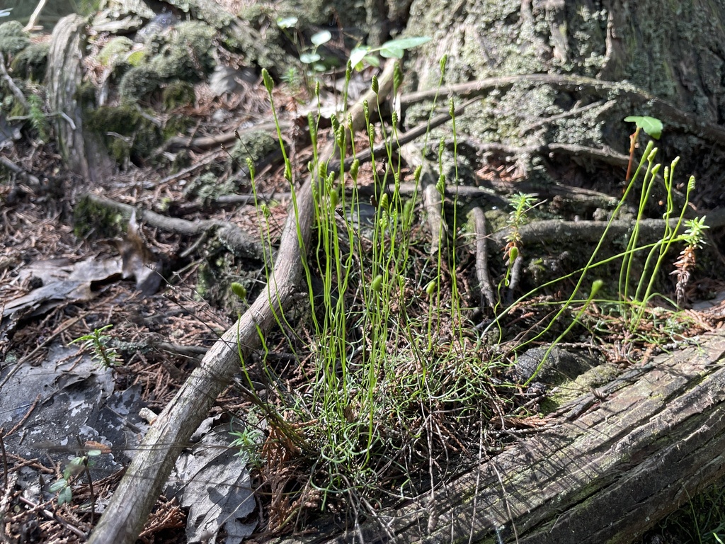 curly grass fern in August 2023 by Ethan Dropkin · iNaturalist