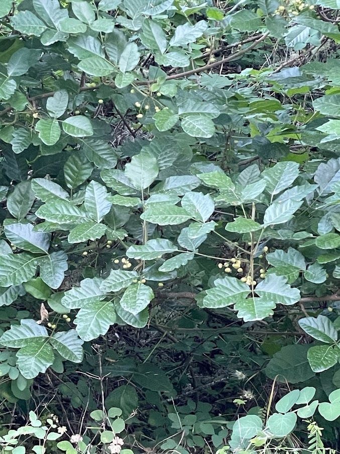 Pacific poison oak from Cooper Mountain, Oregon 97007 on July 6, 2023 ...