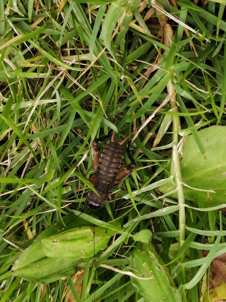 Emma Field Cricket from 日本、〒494-0002 愛知県一宮市篭屋 on August 16, 2023 at 09: ...