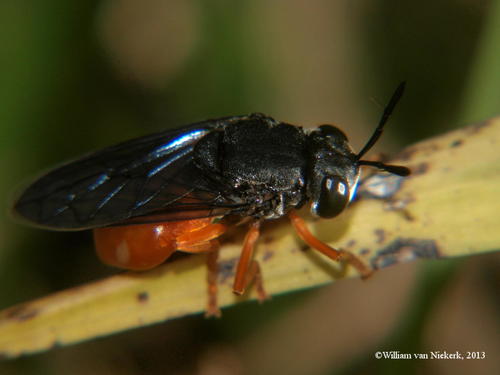 Genus Metadon · iNaturalist
