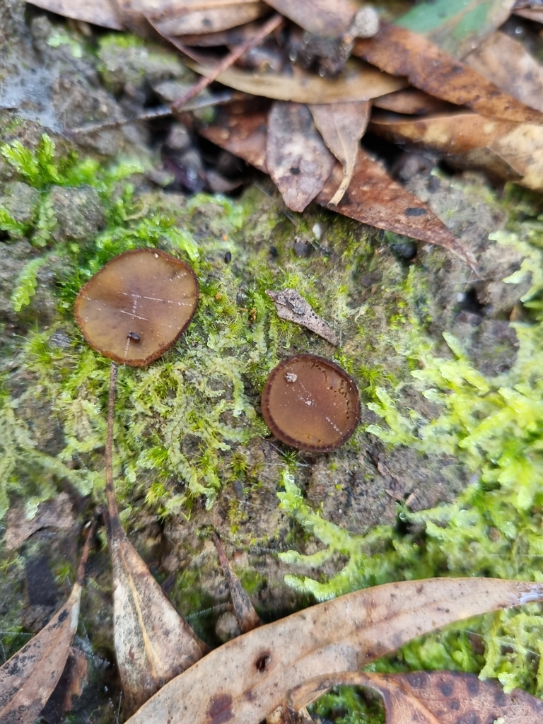 Aleurina ferruginea in August 2023 by r00bert · iNaturalist
