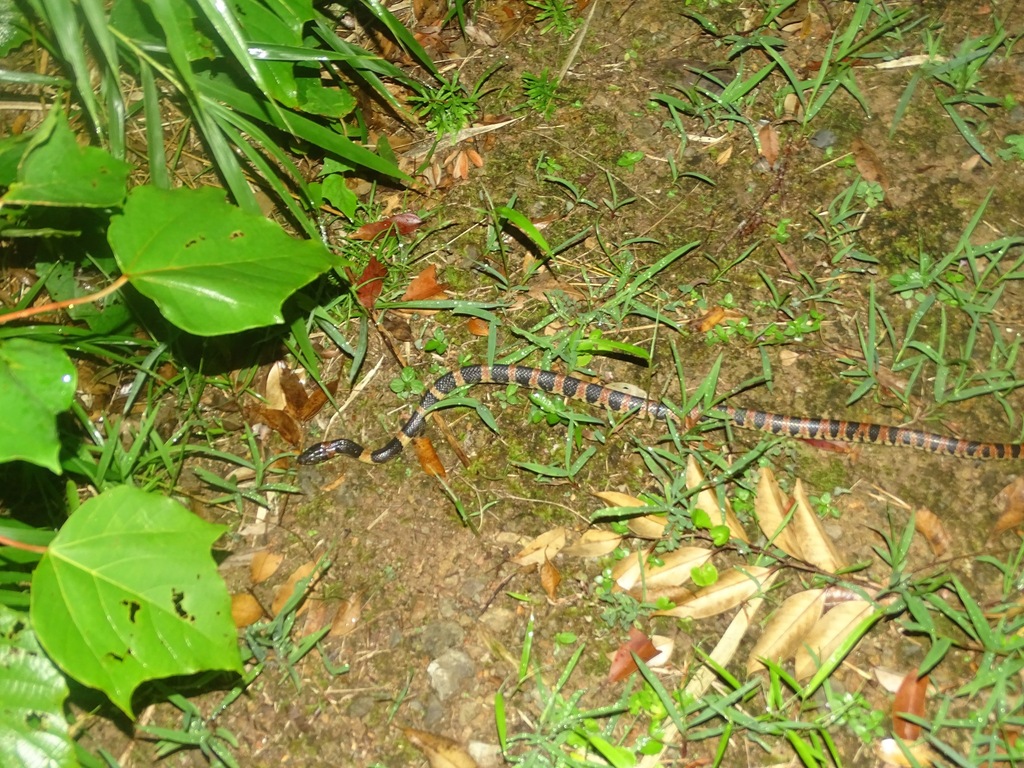 Loo-Choo Big-tooth Snake from Naze Oaza Nesebu, Amami, Kagoshima 894 ...