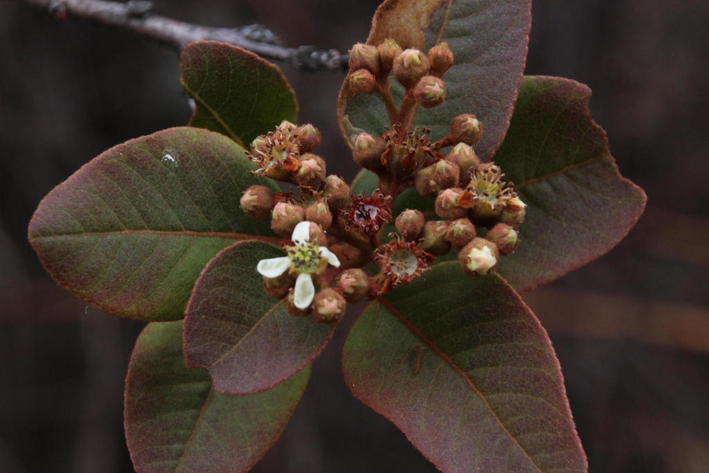Hesperomeles ferruginea (Especies forestales de la amazonía peruana ...