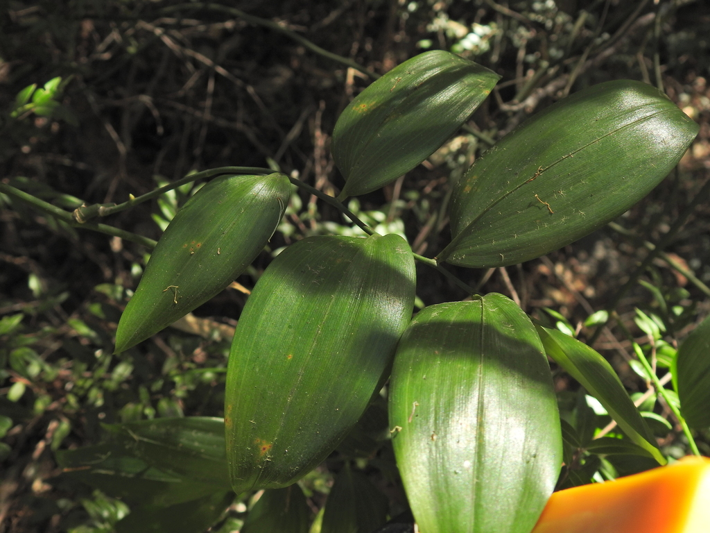 Climbing Lily from K'gari QLD 4581, Australia on August 14, 2023 at 12:58 PM by Scott W. Gavins ...