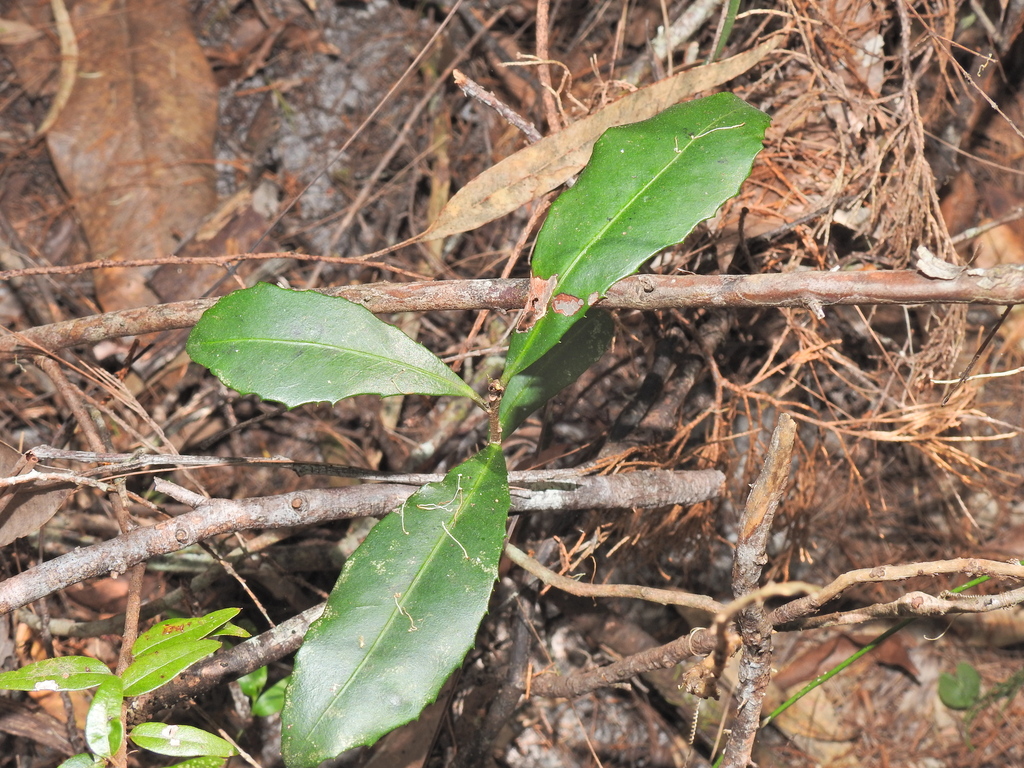 Variable Muttonwood from K'gari QLD 4581, Australia on August 14, 2023 at 01:00 PM by Scott W ...