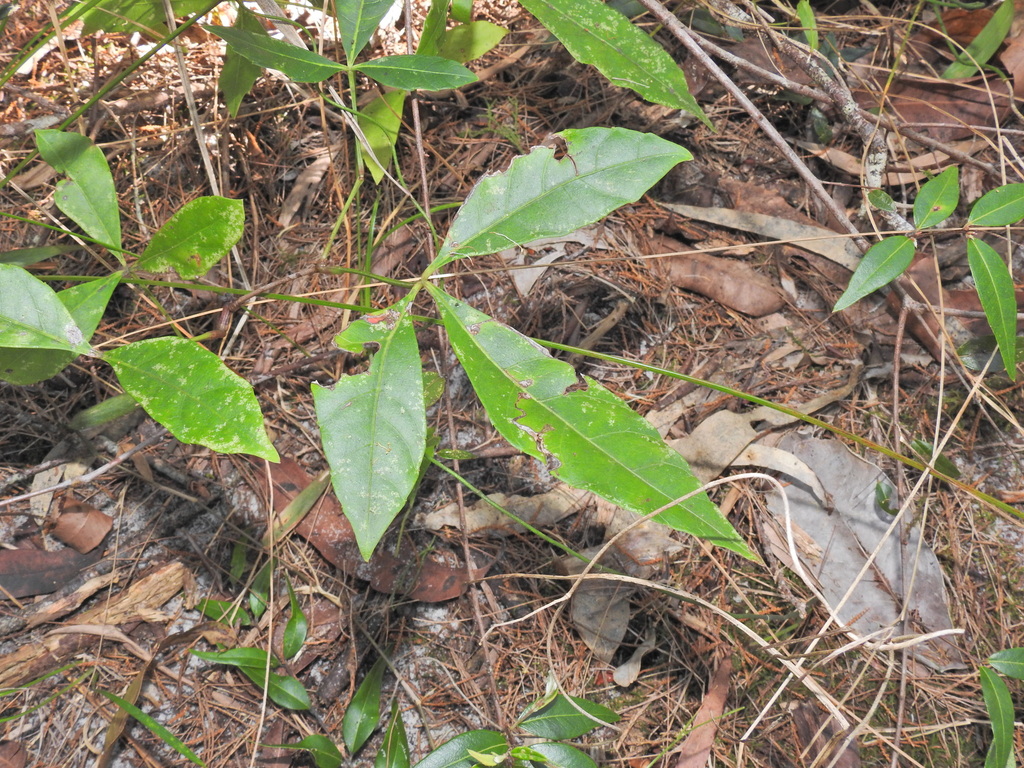 Pepper Vine from K'gari QLD 4581, Australia on August 14, 2023 at 01:02 PM by Scott W. Gavins. K ...