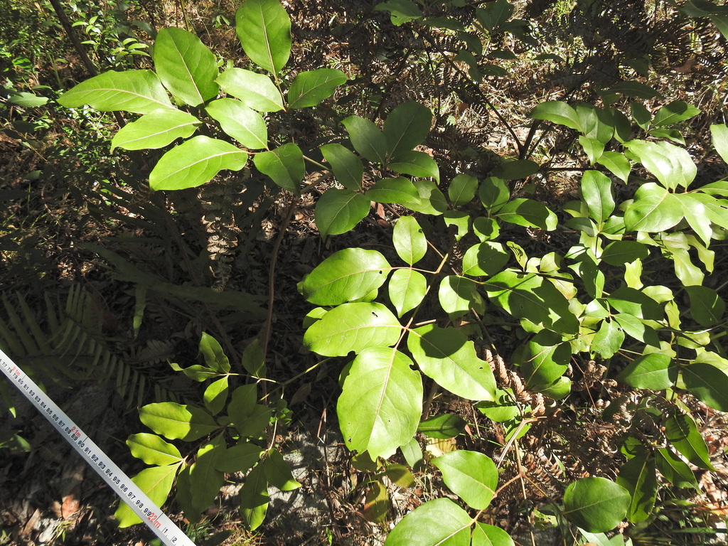 celery wood from K'gari QLD 4581, Australia on August 14, 2023 at 01:14 PM by Scott W. Gavins. K ...