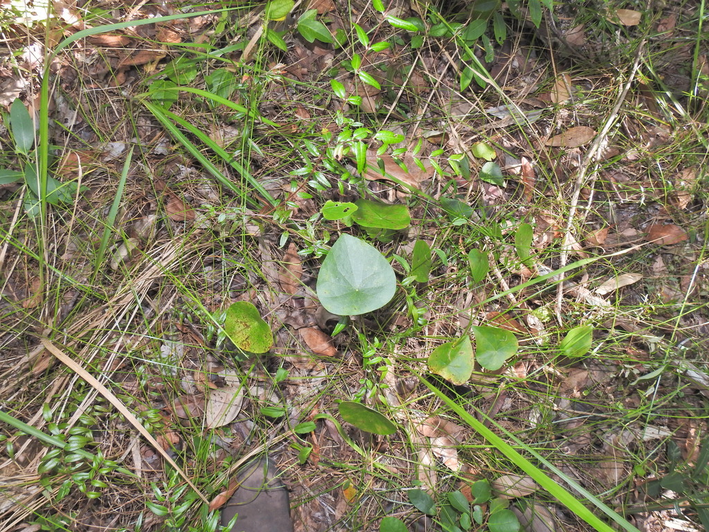 Tapevine from K'gari QLD 4581, Australia on August 14, 2023 at 01:15 PM by Scott W. Gavins. K ...