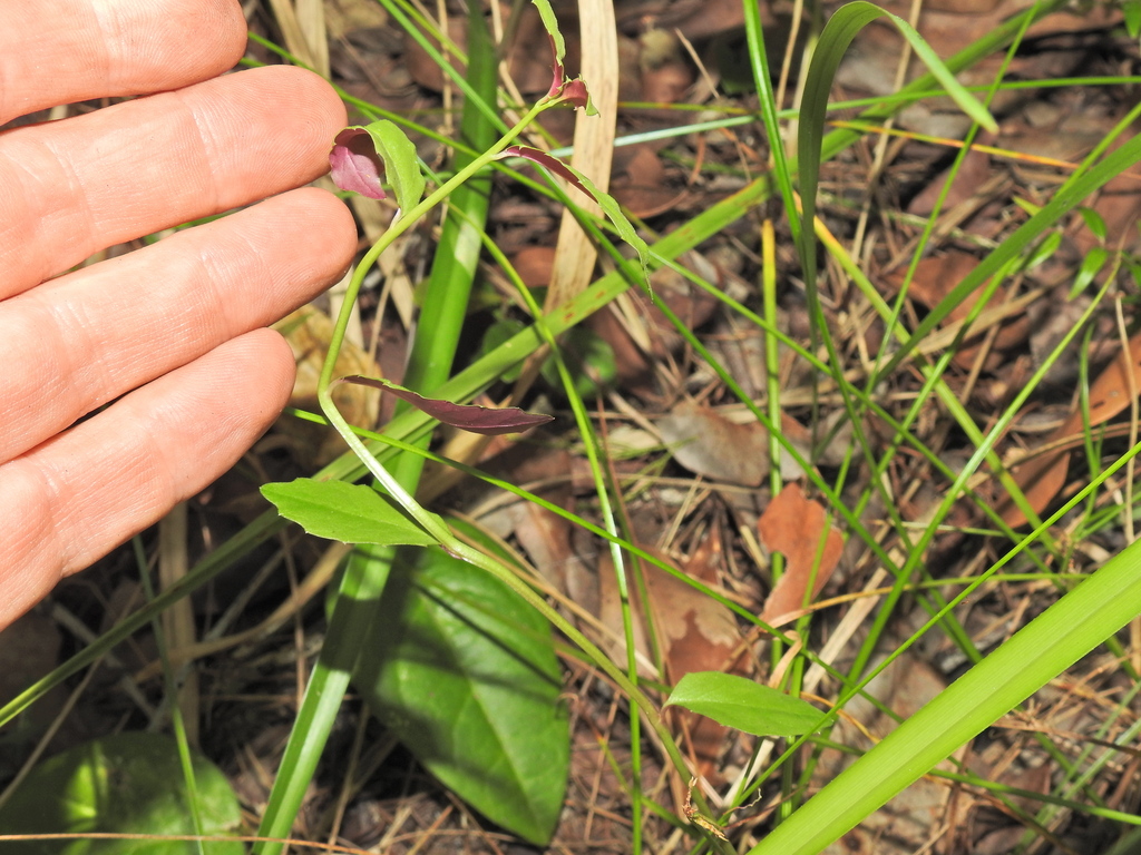 White Root from K'gari QLD 4581, Australia on August 14, 2023 at 01:17 PM by Scott W. Gavins. K ...