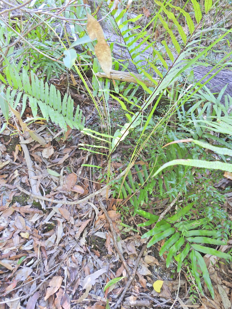 Cogon Grass from K'gari QLD 4581, Australia on August 14, 2023 at 01:19 PM by Scott W. Gavins. K ...