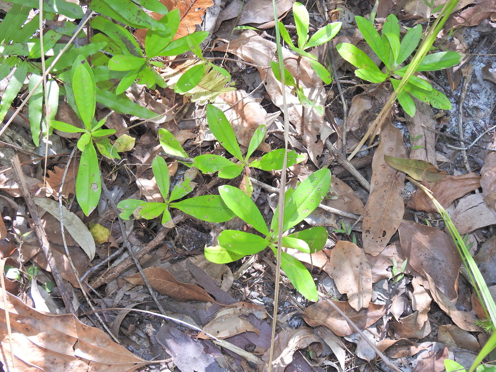 Climbing Guinea flower from K'gari QLD 4581, Australia on August 14, 2023 at 01:18 PM by Scott W ...