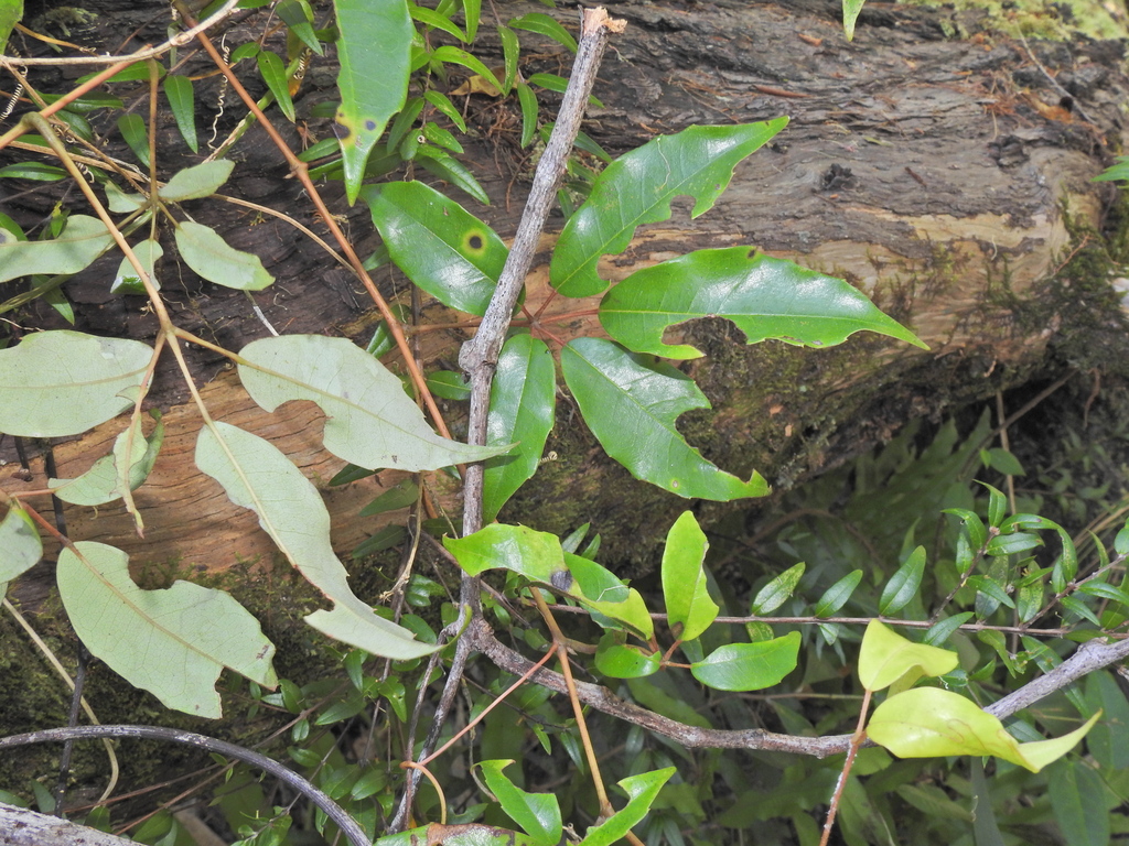 Five-Leaved Water Vine from K'gari QLD 4581, Australia on August 14, 2023 at 01:20 PM by Scott W ...
